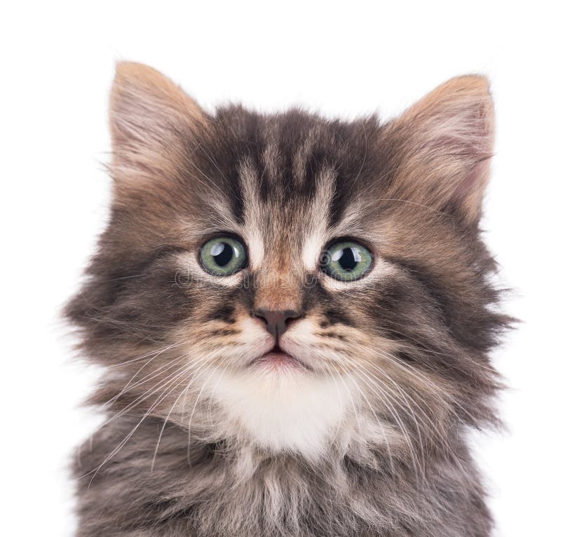 Gullig siberian kattunge fotografering för bildbyråer. Bild av bakgrund ...