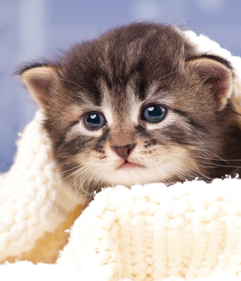 Gullig siberian kattunge arkivfoto. Bild av gulligt - 100143874