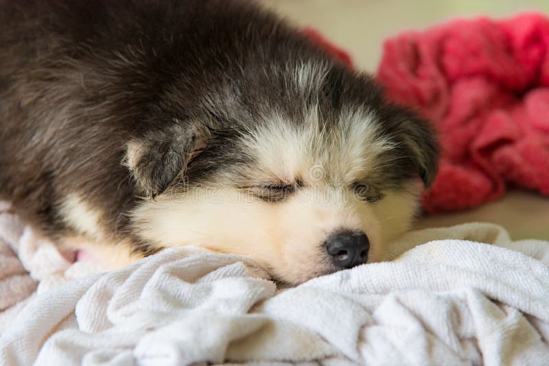 Gullig siberian valp fotografering för bildbyråer. Bild av hund - 80034043