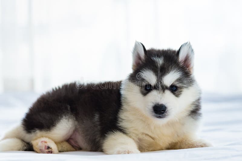 Gullig siberian valp fotografering för bildbyråer. Bild av hund - 80034043