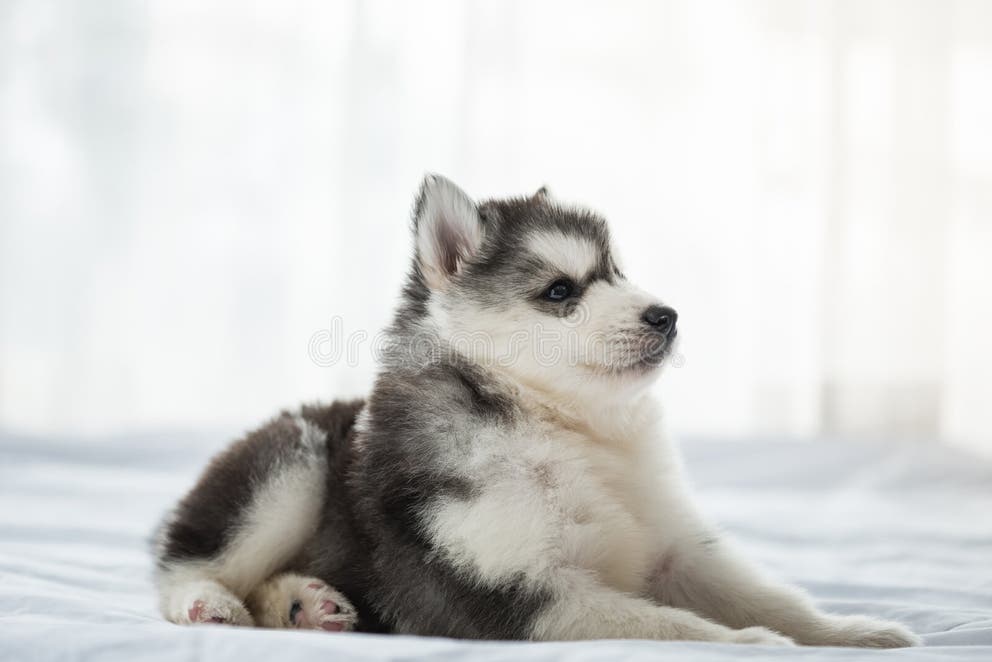 Gullig siberian valp fotografering för bildbyråer. Bild av hund - 80034043