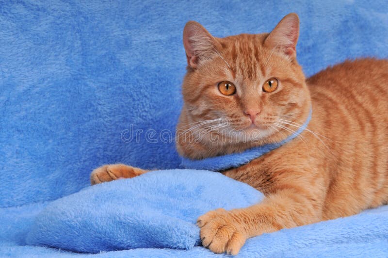 Katt Och Ball3 Bild. Bild: 898580