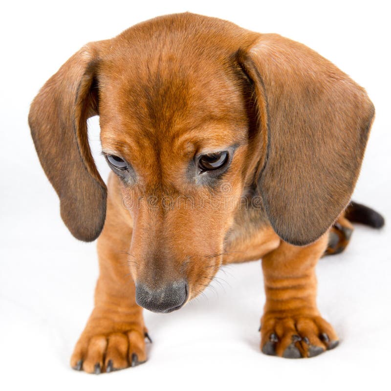 Söt tax arkivfoto. Bild av gulligt, svart, angus, liten - 9140364