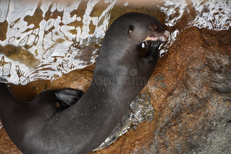 Gullig Utter I Naturlig Inställning På En Vagga Med Vatten I Bakgrund ...