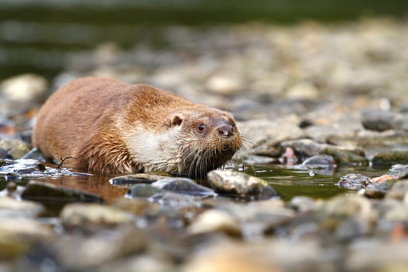 4,892 Gullig Utter Foton - Gratis och royaltyfria stockfoton från ...
