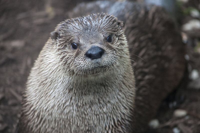 Gullig Utter I Naturlig Inställning På En Vagga Med Vatten I Bakgrund ...