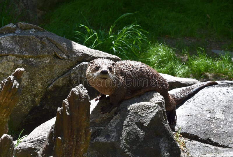 4,892 Gullig Utter Foton - Gratis och royaltyfria stockfoton från ...