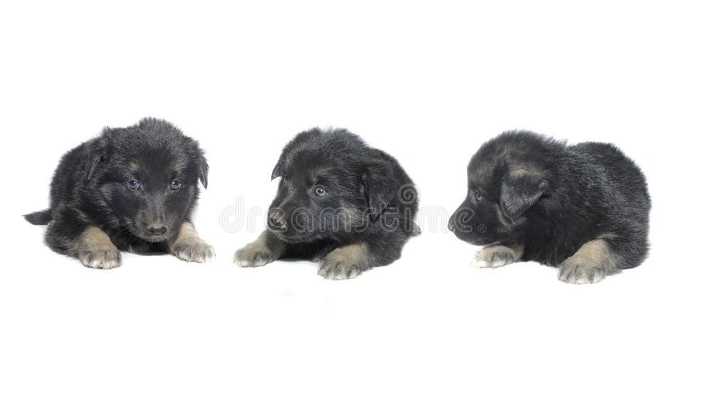 Gullig valp fotografering för bildbyråer. Bild av ögon - 26788829