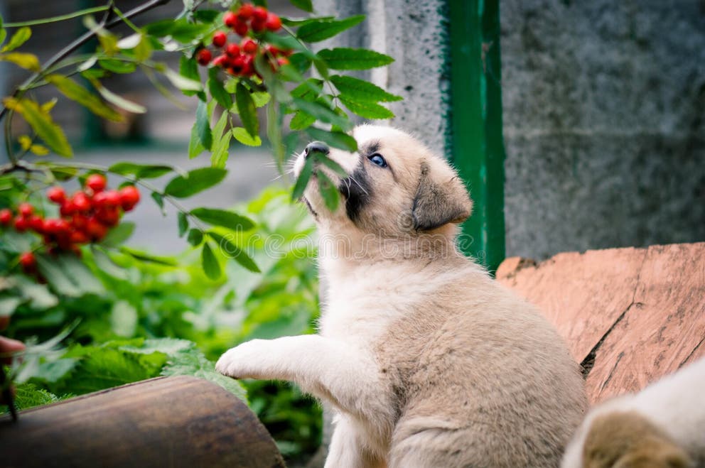 Gullig valp fotografering för bildbyråer. Bild av intygar - 43416325