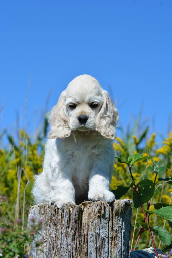 Gullig hund fotografering för bildbyråer. Bild av gyckel - 19554453