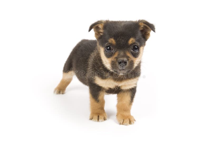 Gullig hundvalp för mops fotografering för bildbyråer. Bild av mops ...