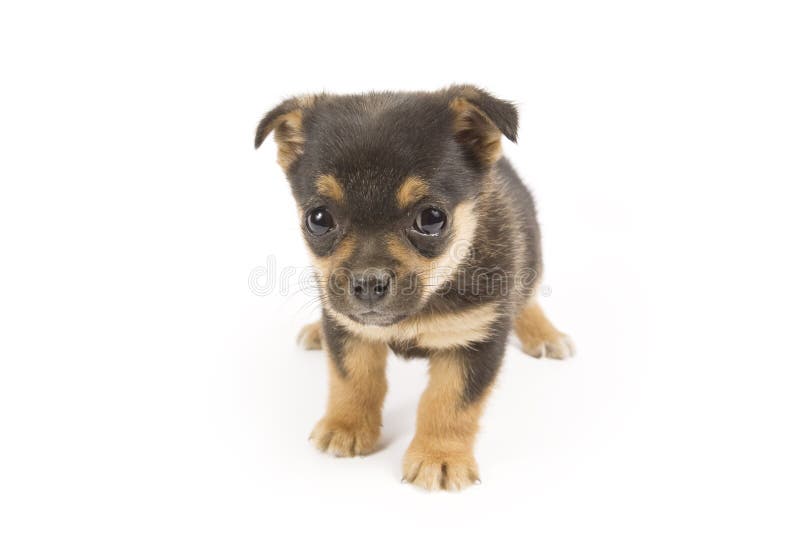 Brun gullig taxvalp fotografering för bildbyråer. Bild av renrasig ...