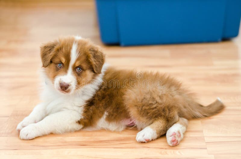 Vaken gullig valp fotografering för bildbyråer. Bild av ögon - 64088509