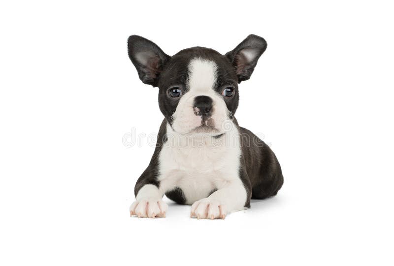 Gullig valp Boston Terrier fotografering för bildbyråer. Bild av ...