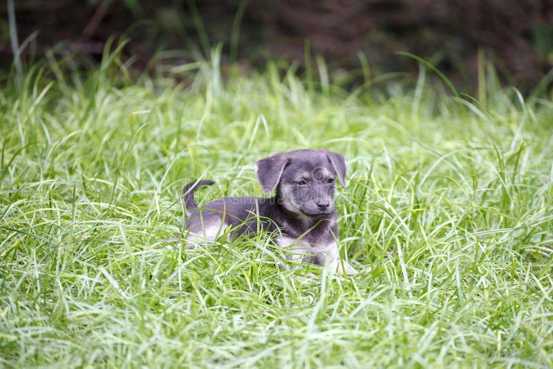 Gulliga valpar arkivfoto. Bild av liten, halsar, taiwan - 42219434
