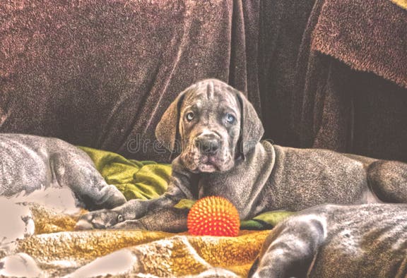 Gullig valp med en boll fotografering för bildbyråer. Bild av lovey ...