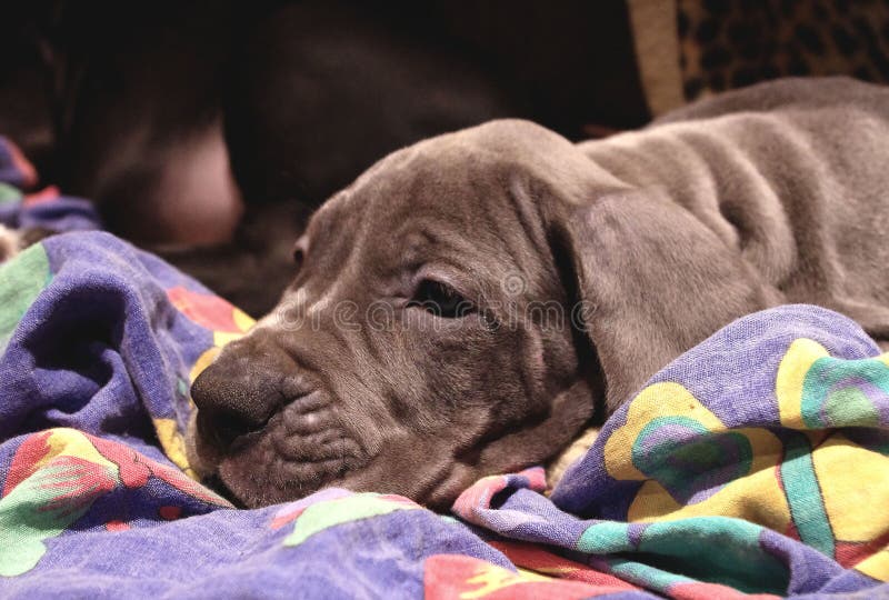 Gullig Valp Som Ser Nyfiken Arkivfoto - Bild av nyfiket, ögon: 117562842