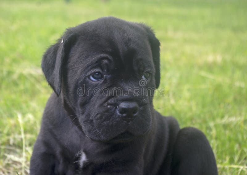 Gullig Valp Som Ser Nyfiken Arkivfoto - Bild av nyfiket, ögon: 117562842