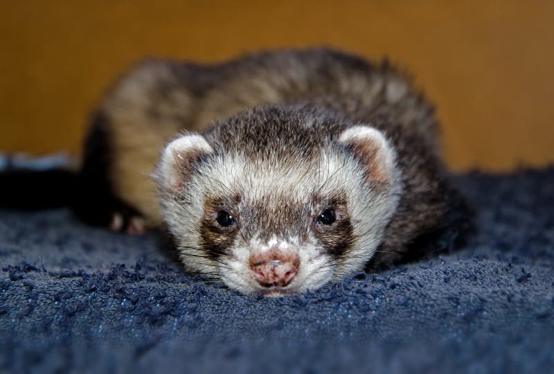 Polecat arkivfoto. Bild av angus, carnivore, vessla, familj - 46061364