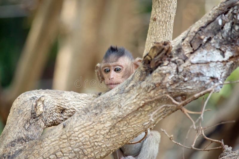 Gulliga apor arkivfoto. Bild av djurliv, foto, träd, äta - 71056282
