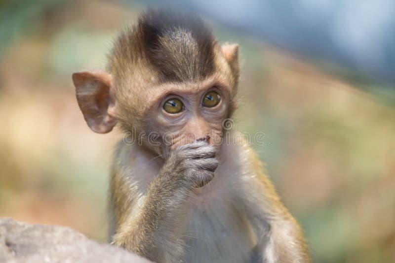Gulliga apor fotografering för bildbyråer. Bild av makaque - 73349069
