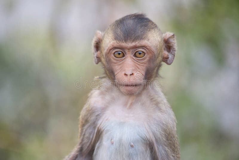 Gulliga apor arkivfoto. Bild av äta, varmt, gulligt, järnhand - 73516076