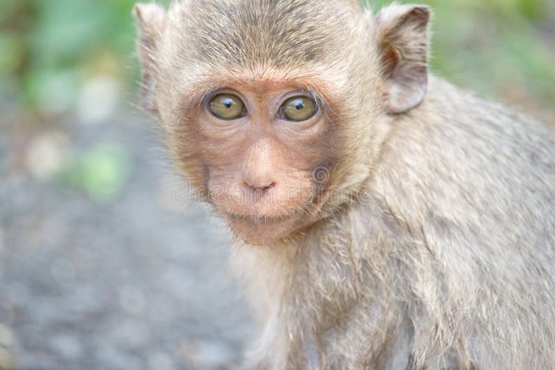 Gulliga apor fotografering för bildbyråer. Bild av foto - 73784457