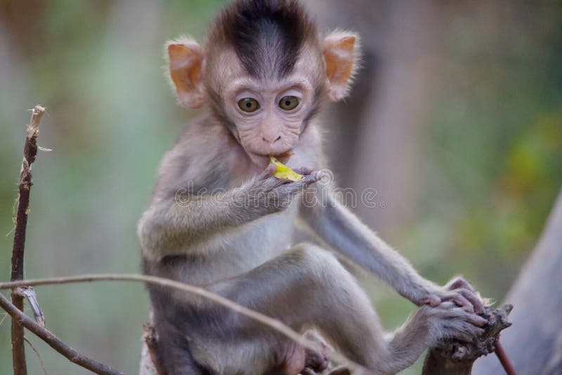 Gulliga apor fotografering för bildbyråer. Bild av varmt - 76539953
