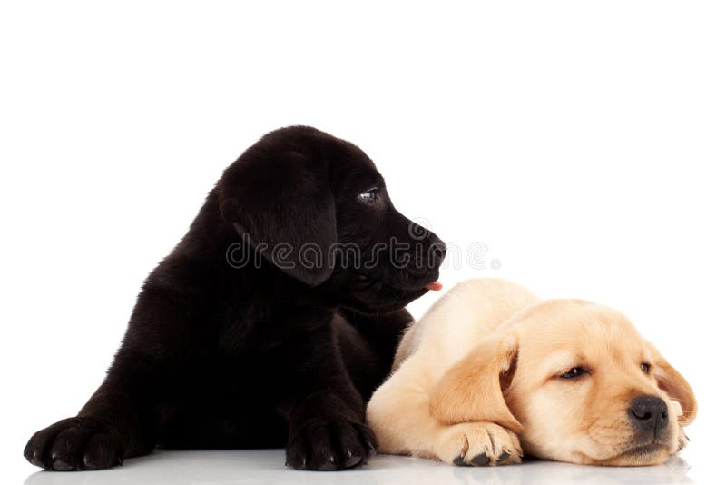 Gulliga Labrador Valpar Två Fotografering för Bildbyråer - Bild av ...