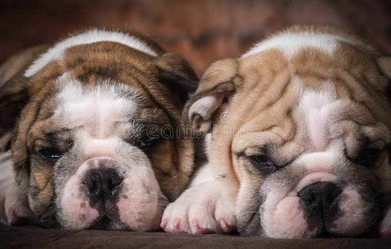 Gullig hundvalp för mops fotografering för bildbyråer. Bild av mops ...