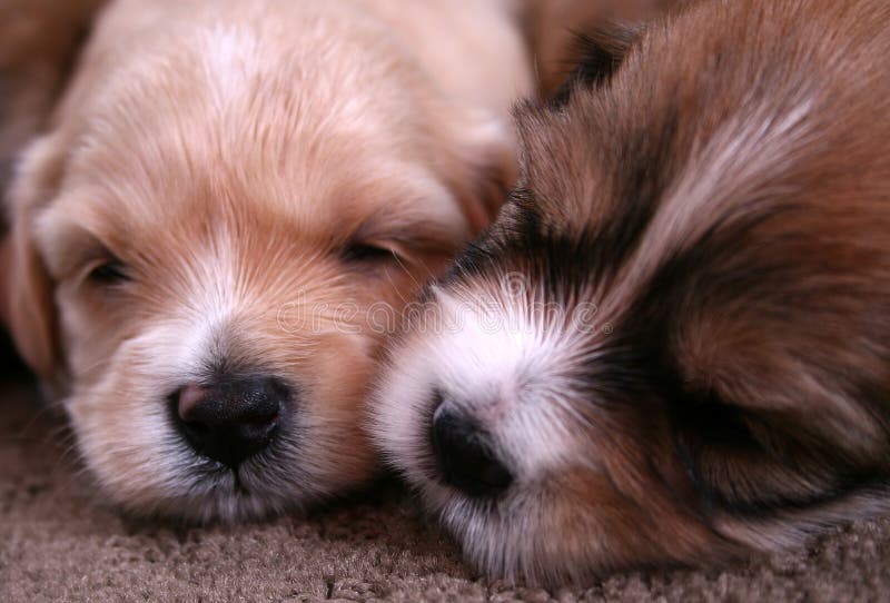 Gulliga Isolerade Valpar För Korg Fotografering för Bildbyråer - Bild ...