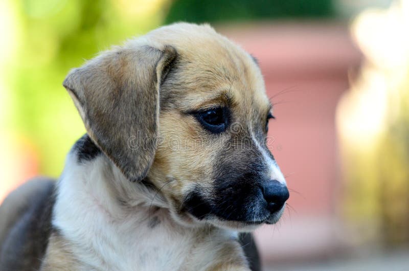 Gulliga Valpar Av Den Amstaff Hunden, Djurt Tema Fotografering för ...