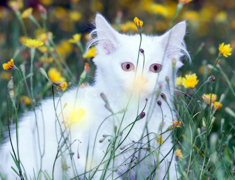 Gulligt Vitt Fluffigt Kattnederlag Arkivfoto - Bild av blommor ...