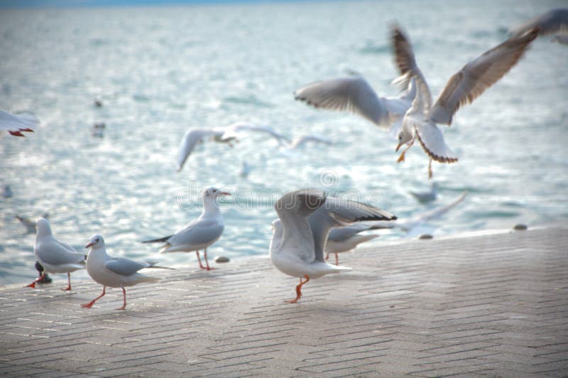 Gulls stock photo. Image of gulls, movement, ohrid, shore - 13442454
