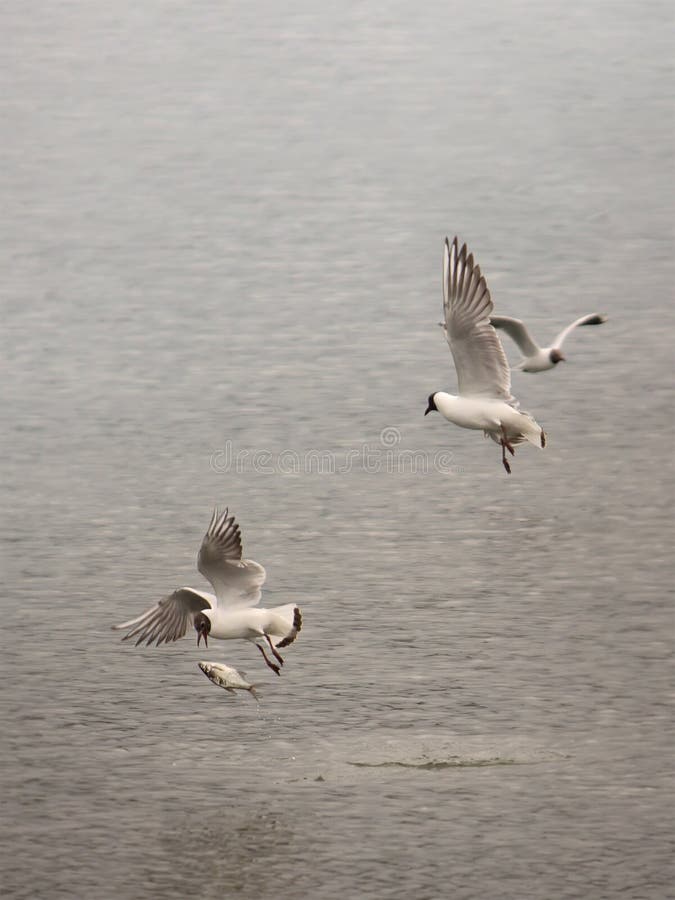 Gulls and fish stock image. Image of view, plumage, meal - 32323781