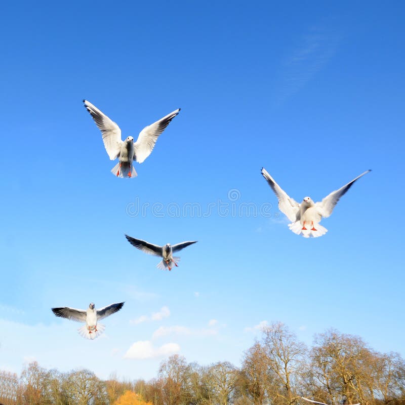 Sea gulls in flight stock photo. Image of three, gulls - 54613532