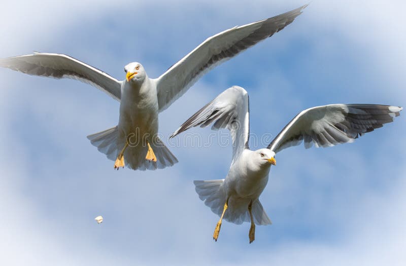 Gulls in Flight Fighting for Prey Stock Photo - Image of feather, white ...