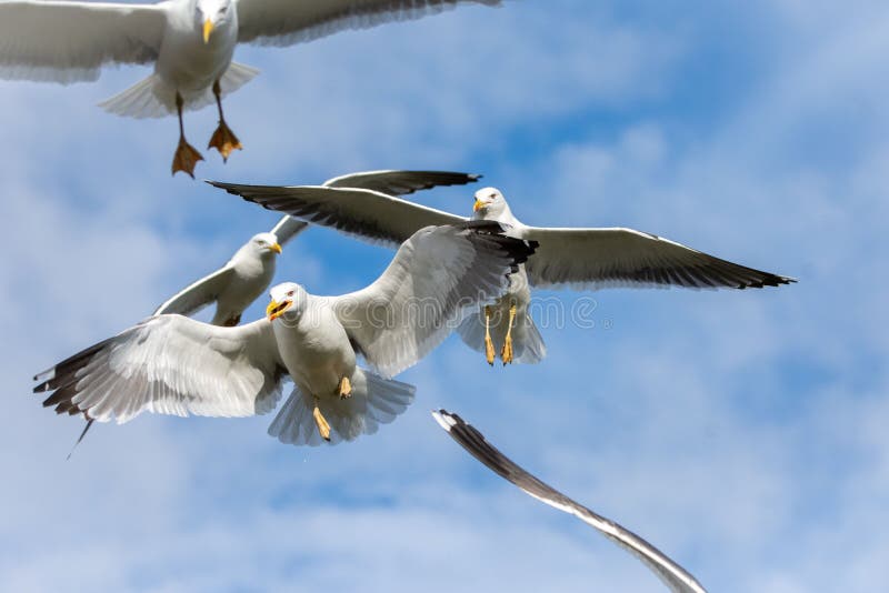 Gulls in Flight Fighting for Prey Stock Photo - Image of prey, nature ...