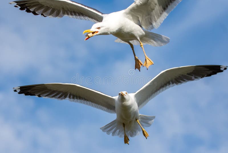 Gulls in Flight Fighting for Prey Stock Image - Image of animal, wild ...