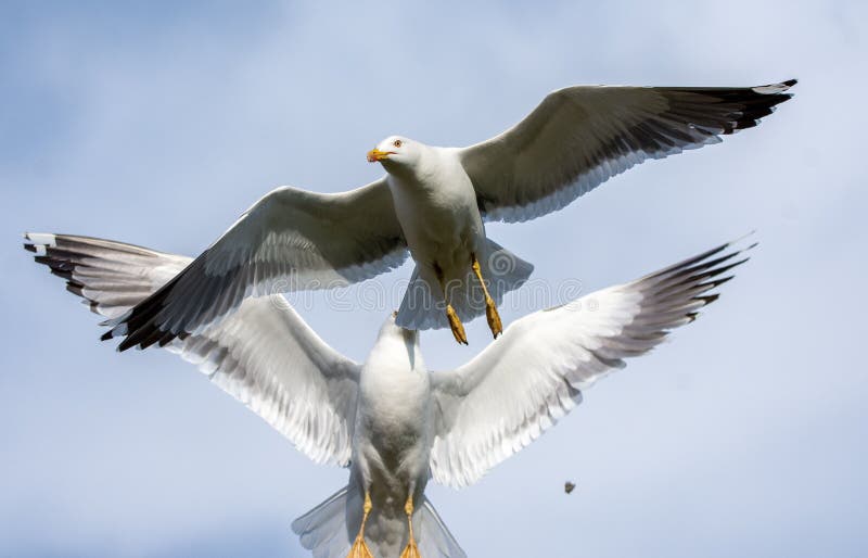 Gulls in Flight Fighting for Prey Stock Image - Image of bird, blue ...