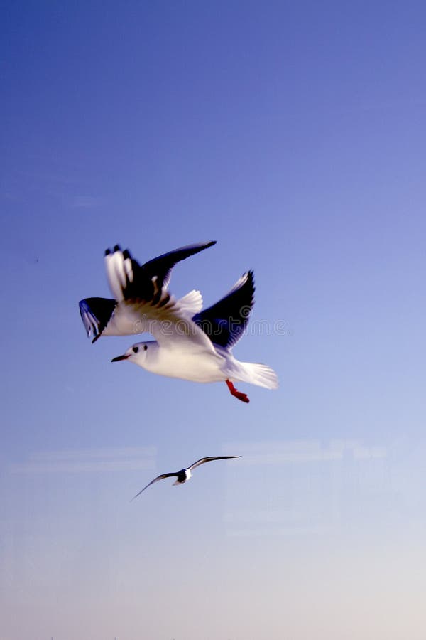 Gulls in Flight stock image. Image of inspire, soar, laridae - 94234841