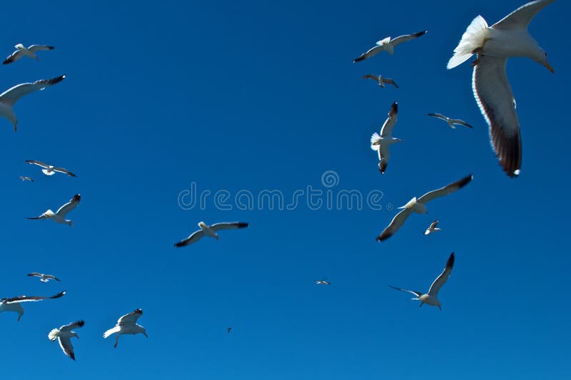 Gulls Flying Picture. Image: 20294268