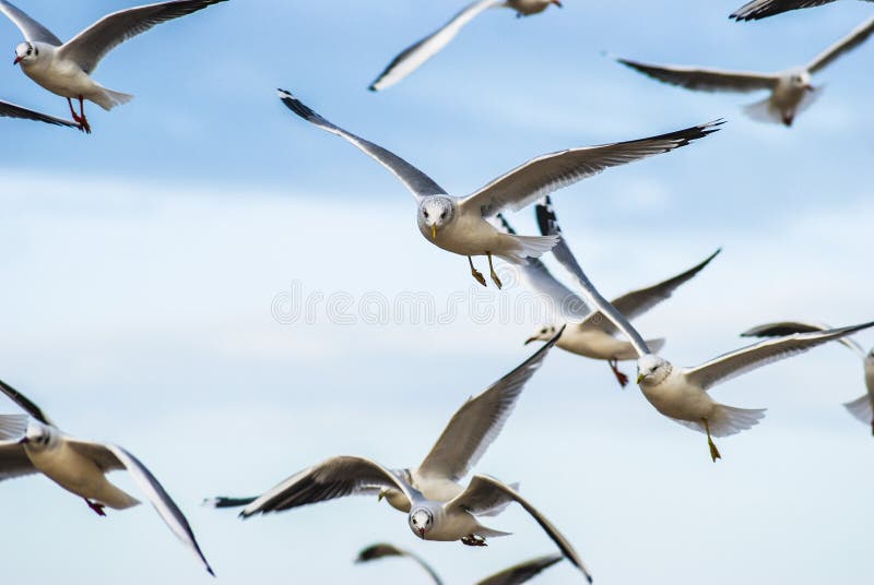 Gulls Flying in the Air.Gulls Flying in the Air. Stock Image - Image of ...