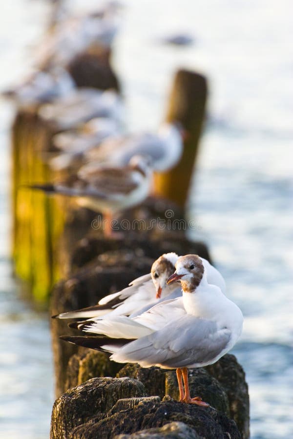 Gulls on groynes stock image. Image of beak, beautiful - 33767779