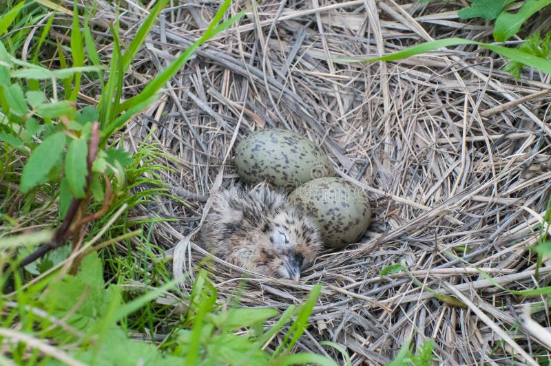Gulls nest stock photo. Image of herring, habitat, hatched - 41937444