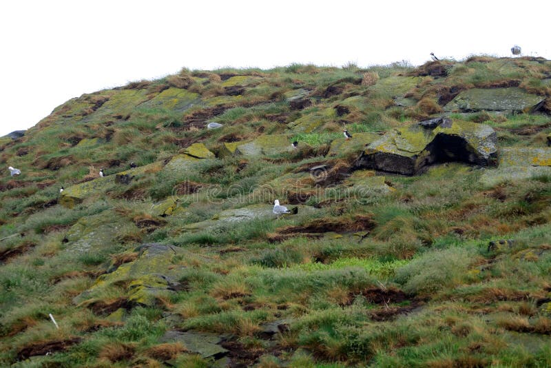Gulls and Puffins, Craigleith Island, Scotland Stock Photo - Image of ...