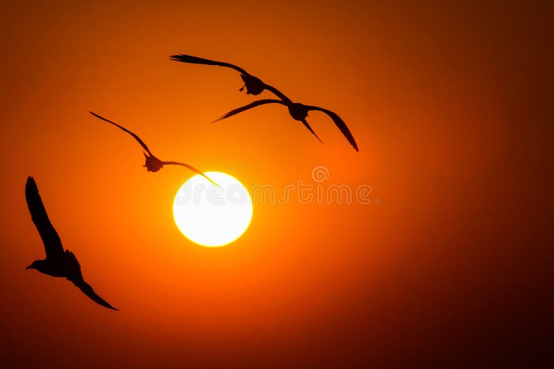 Gulls in the Rays of the Sunset Stock Image - Image of coast, calm ...