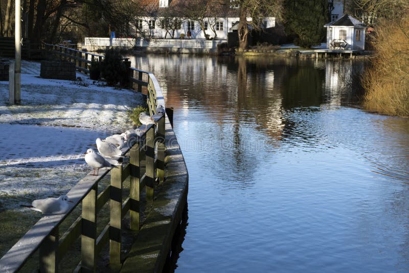 Gulls in Ribe, Denmark stock photo. Image of snow, gull - 84529496