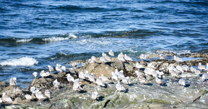 Gulls Roost on Rocks-2 stock image. Image of washington - 56325119