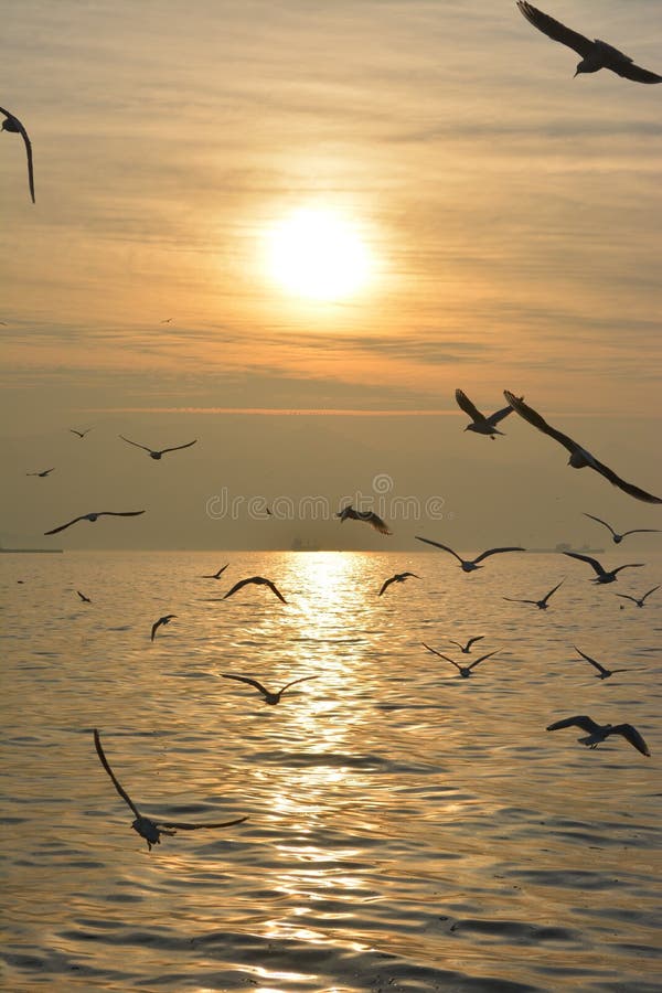 Gulls and sun stock image. Image of pier, sunrise, mountaine - 65567615